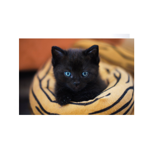 Kitten Care 101: Essential Tips for New Cat Owners - MyNextCat Kitten Care 101: Essential Tips for New Cat Owners - MyNextCat